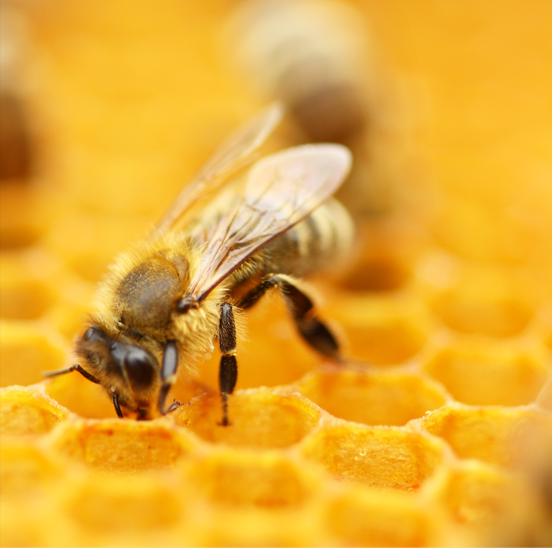 Bee Products – ORONIA